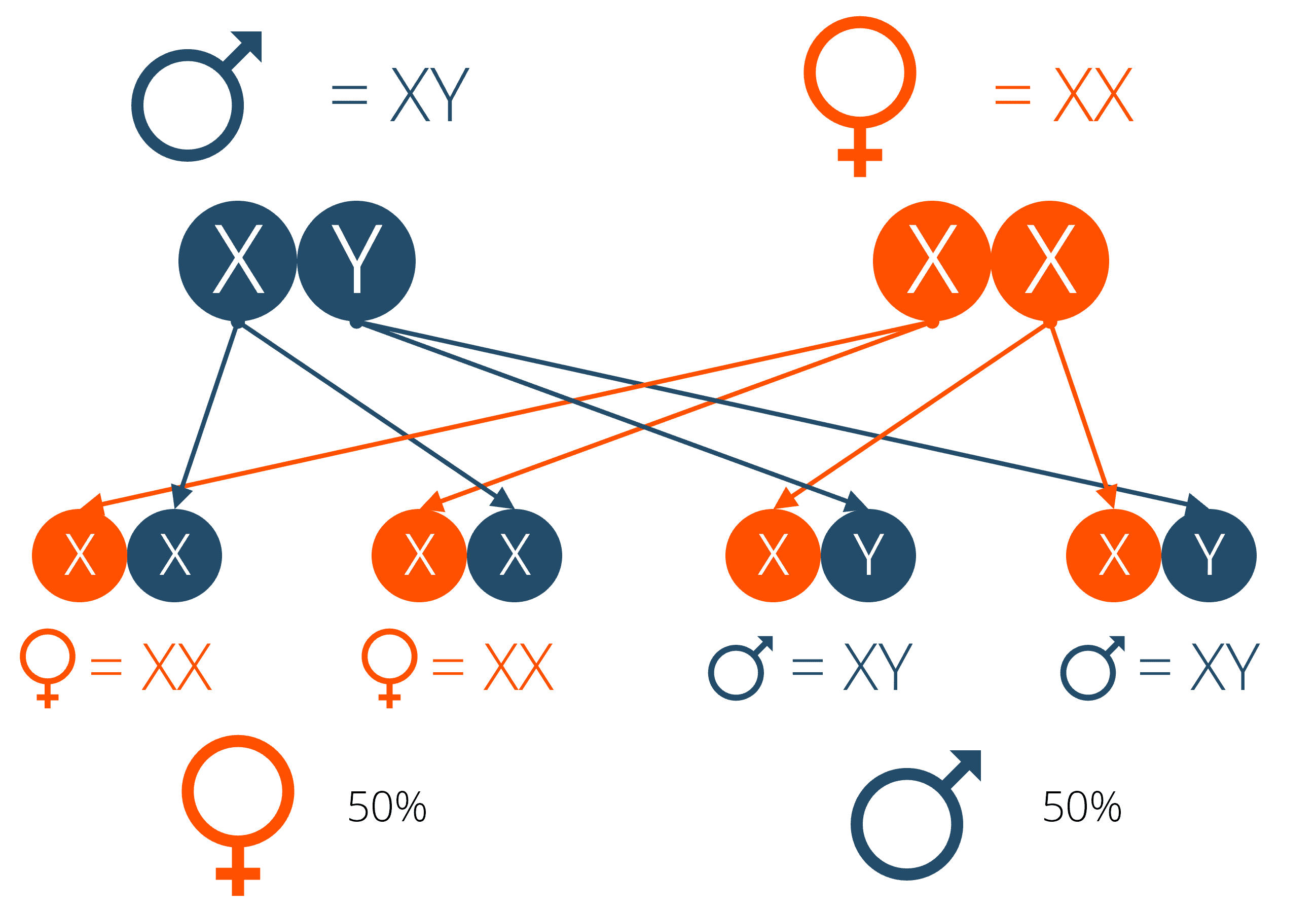 Kekuatan genetika YY