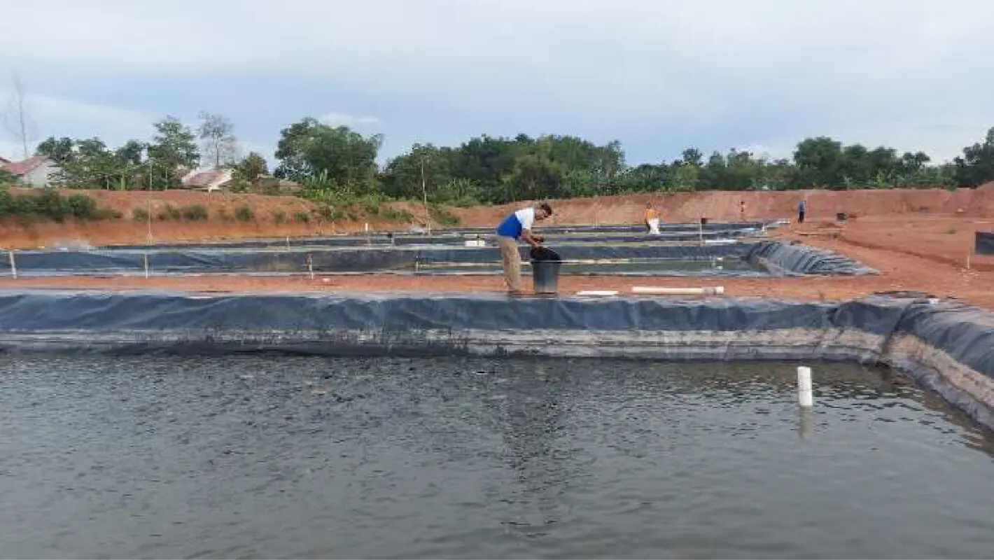Tilapia farming, an overview of Indonesia - IAS Belanda - Home of YY technology
