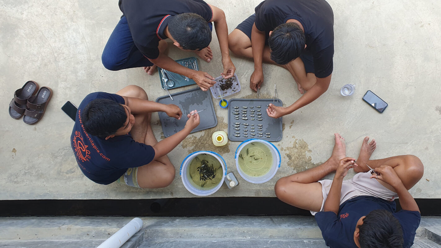 Results tilapia male ratio analysis: IAS Belanda 99% male - IAS Belanda ...